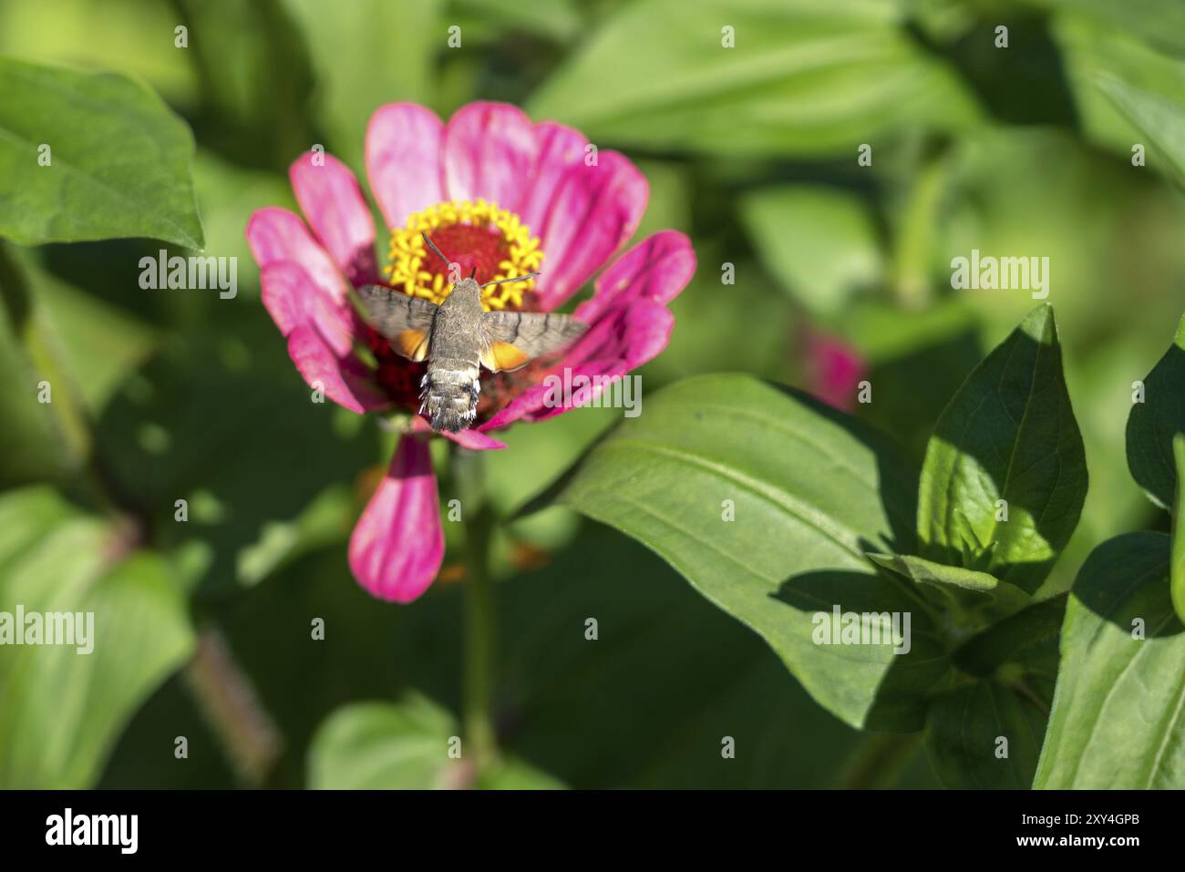 Hummingbird hawk-moth (Macroglossum stellatarum) in Romania Stock Photo ...