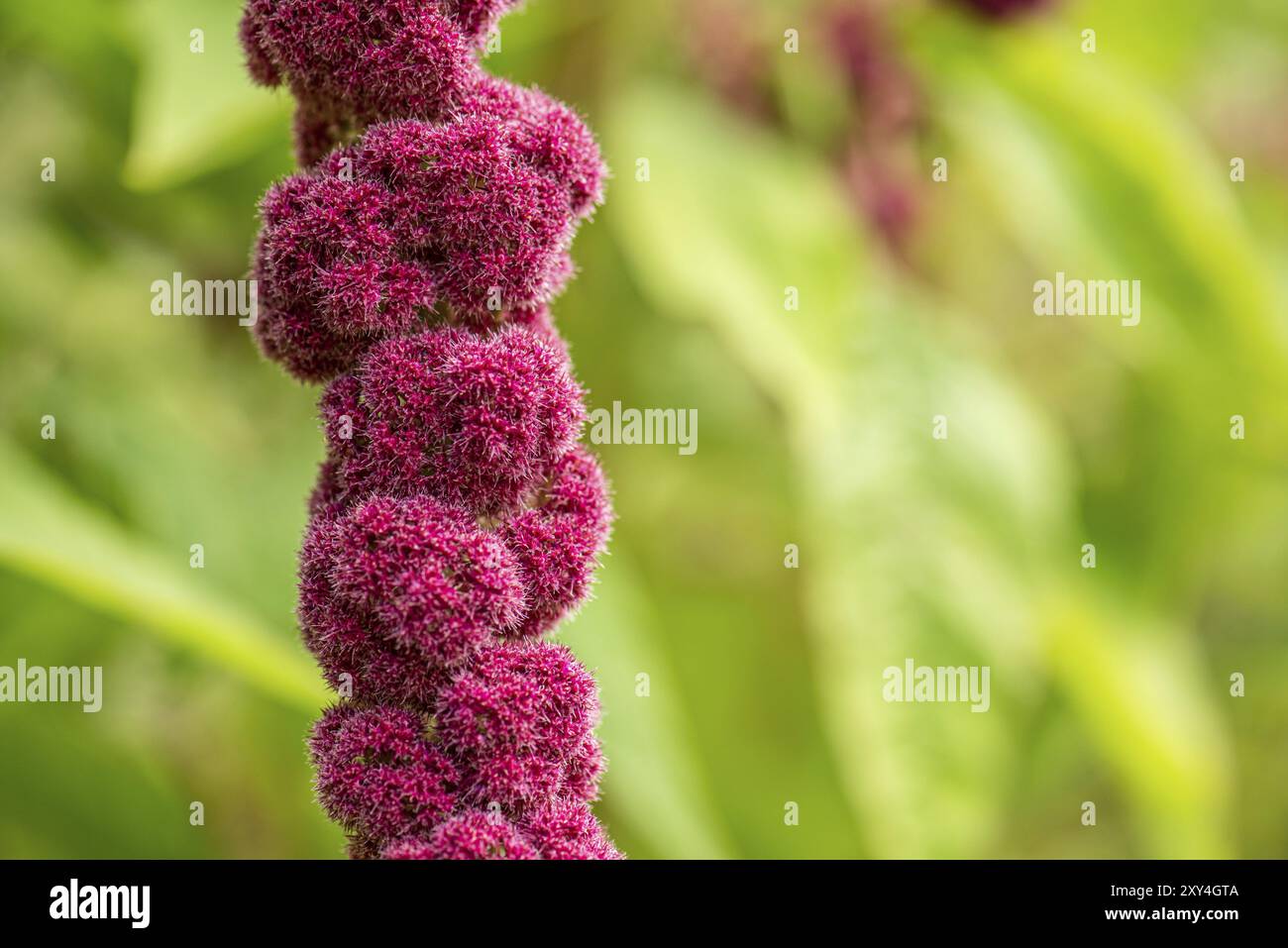 Hanging from a stem hi-res stock photography and images - Alamy