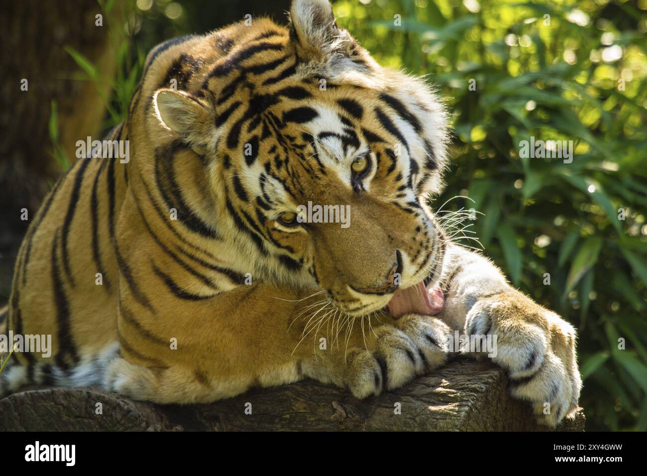 Grooming siberian tiger hi-res stock photography and images - Alamy