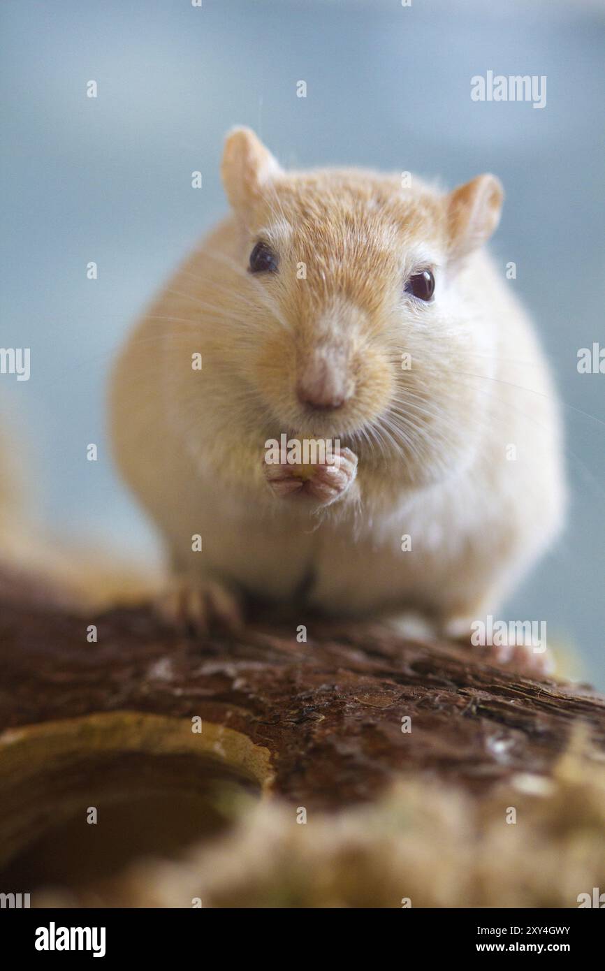 Mongolian gerbil (Meriones), gerbil as a pet Stock Photo - Alamy