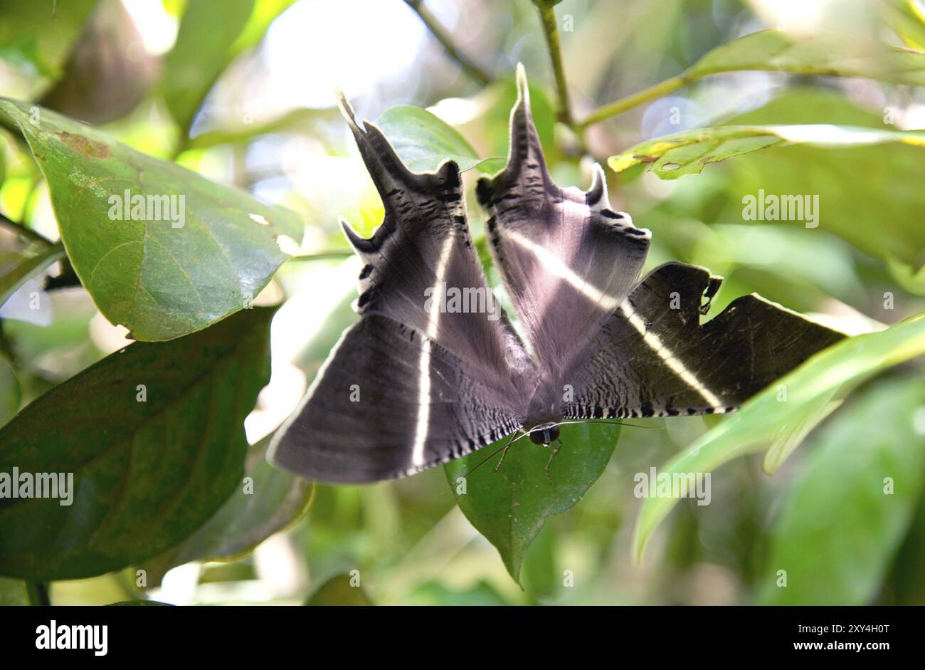 Tropical swallowtail moth (Lyssa zampa) wildlife Stock Photo - Alamy