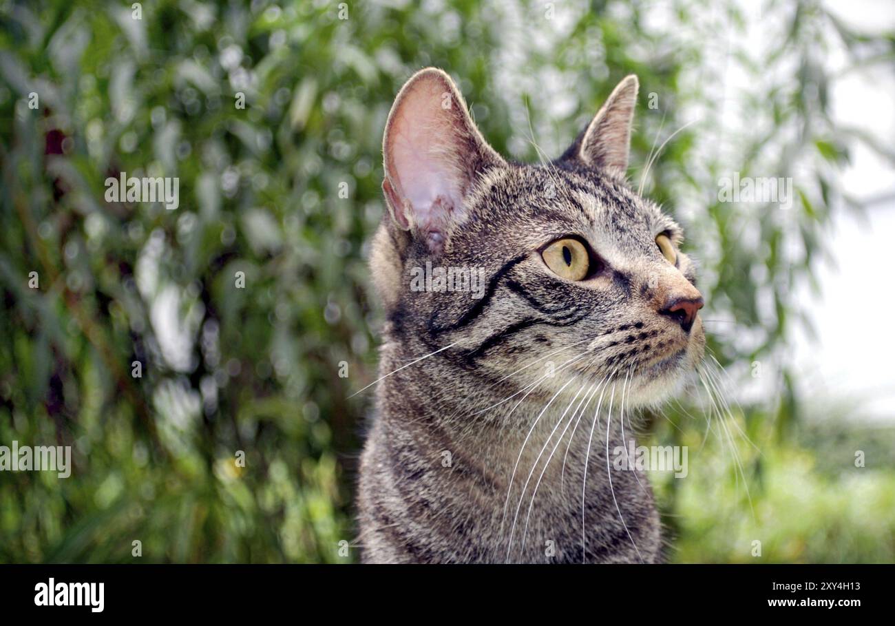 Young tabby cat in front of shallow bushes Stock Photo - Alamy