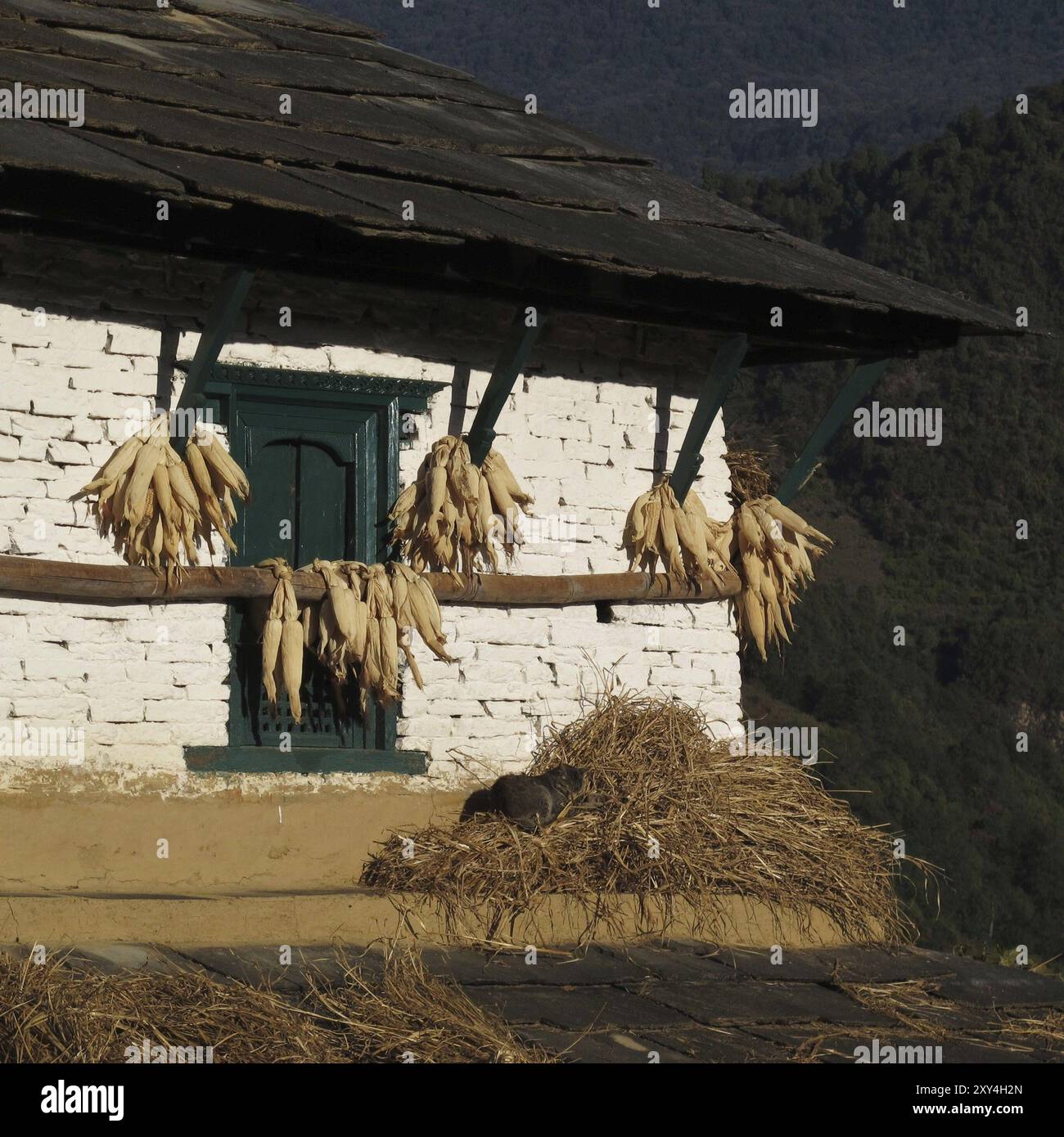 Drying corn and sleeping cat, beautiful scene in Ghandruk, Nepal, Asia ...