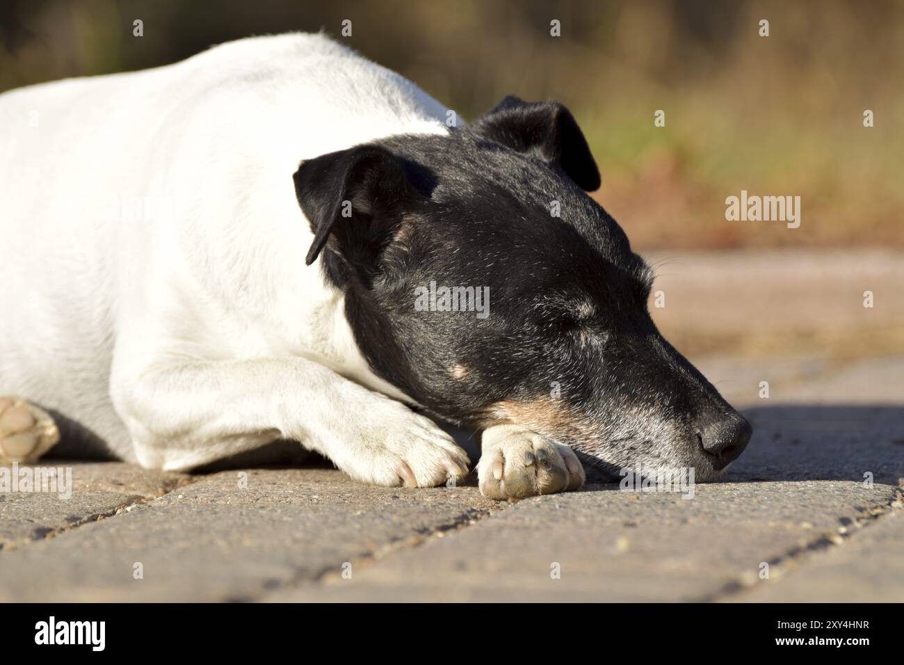 Old jack russell hi-res stock photography and images - Alamy