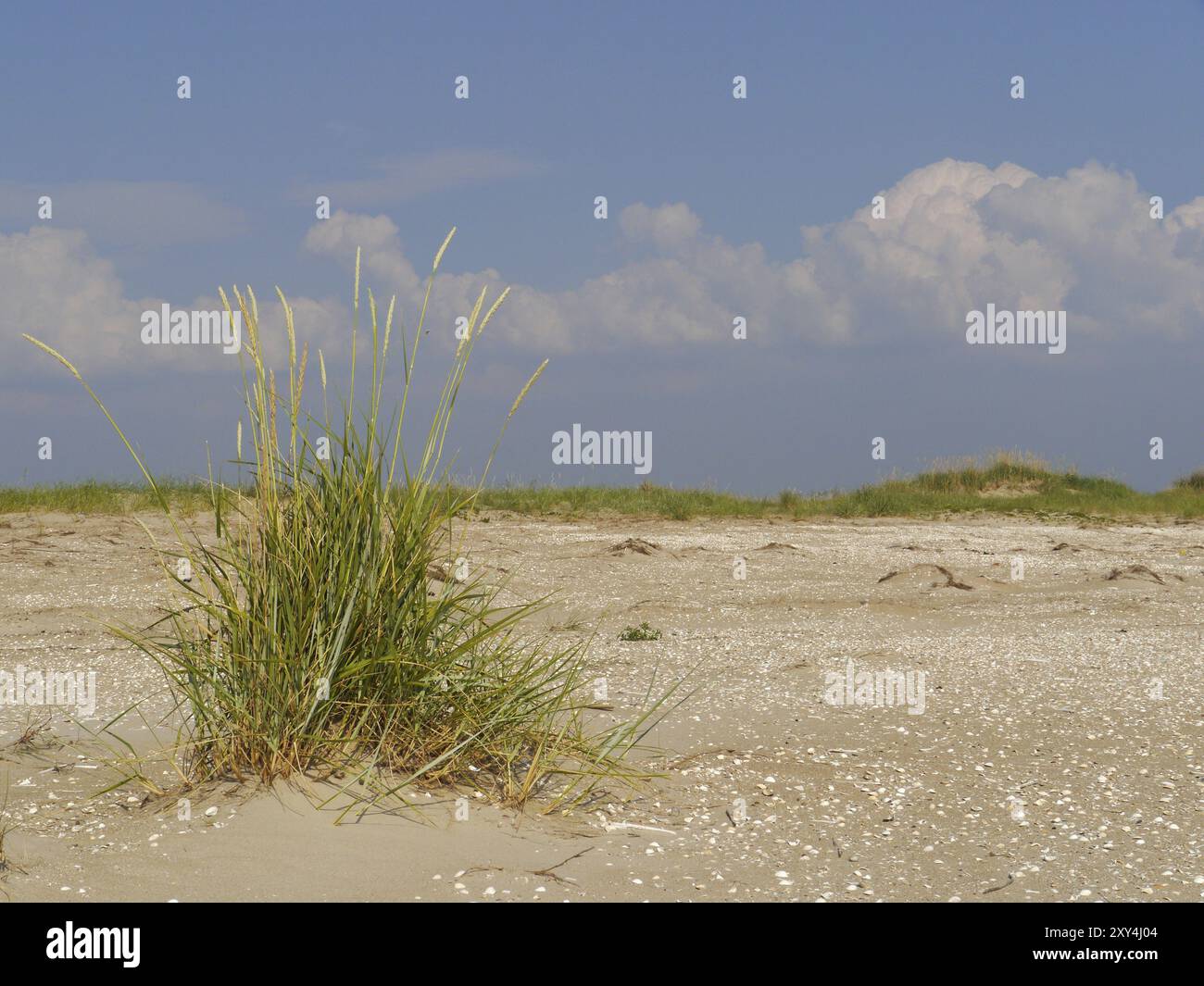 Beach on Romo Stock Photo - Alamy