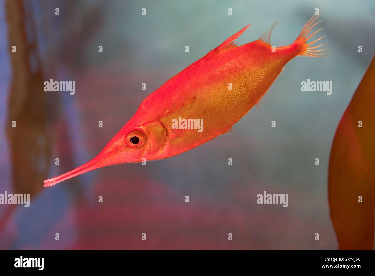 Longspine Snipefish [ Macroramphosus scolopax ] in the National Marine ...