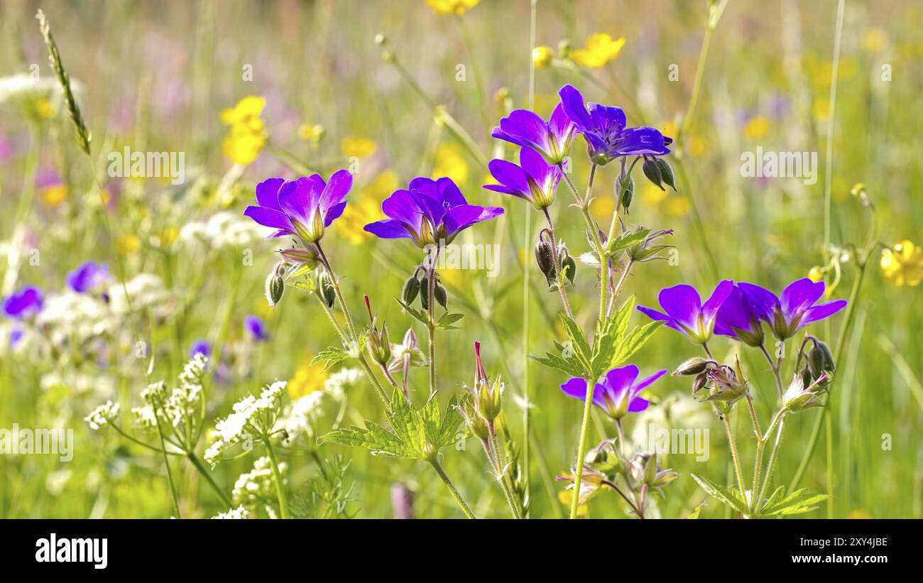 Mountain meadows in spring, spring flower meadows in mountains in many ...