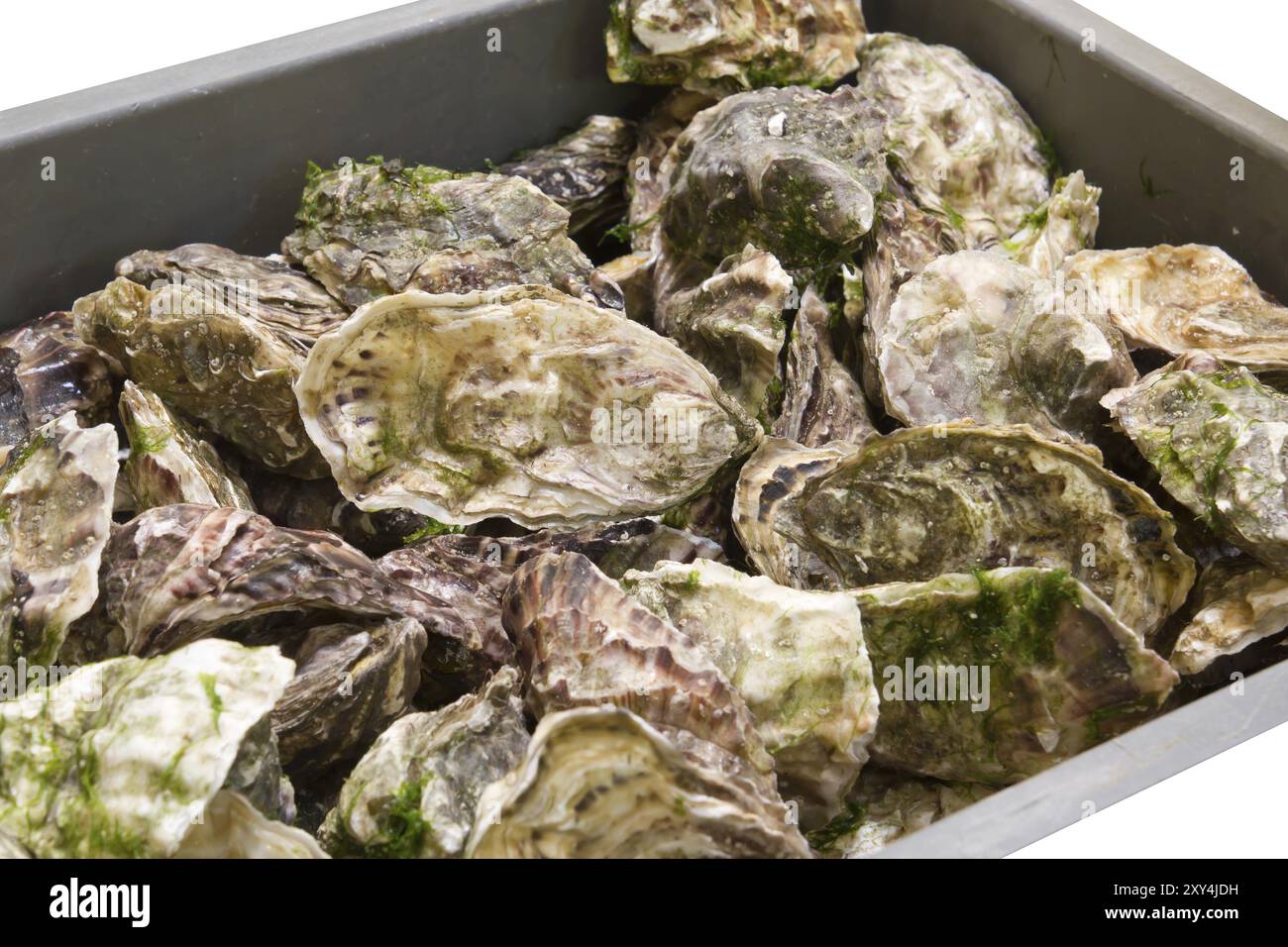 Fresh oysters in a box Stock Photo - Alamy