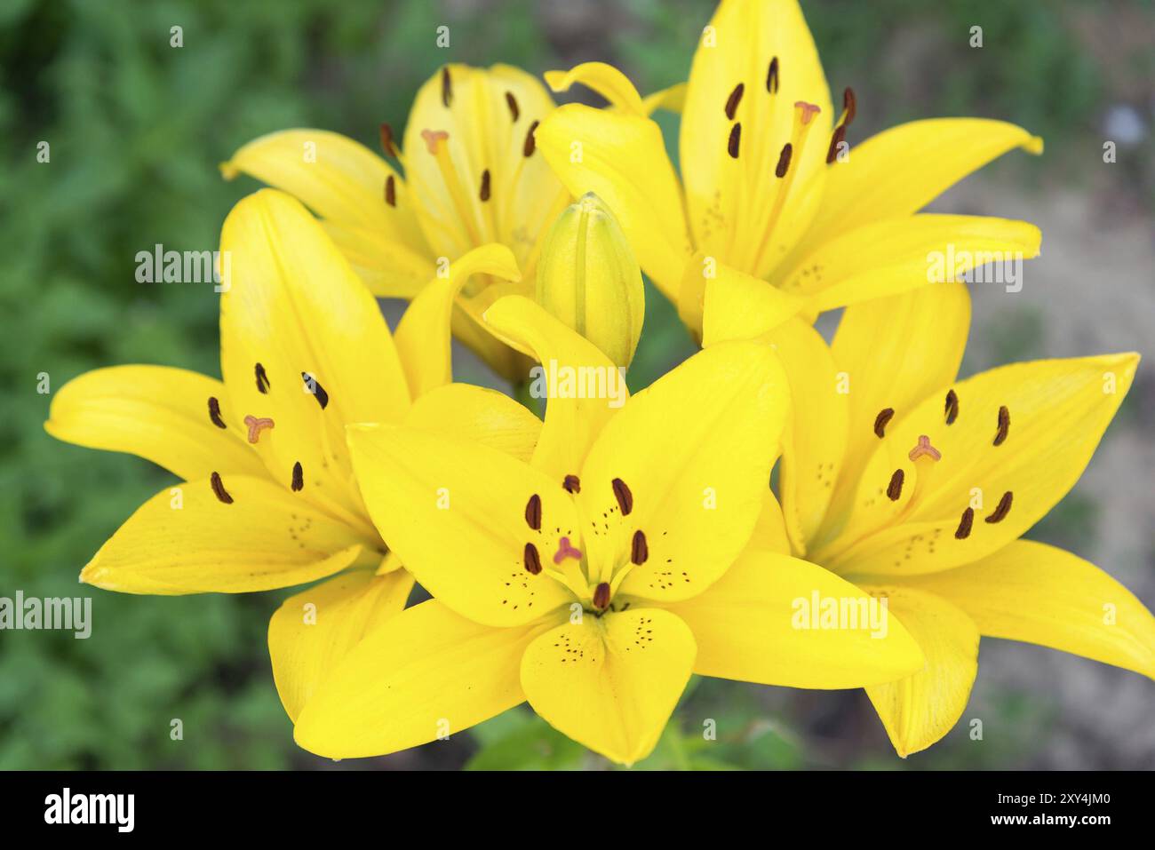Lilies lilium canadense hi-res stock photography and images - Alamy