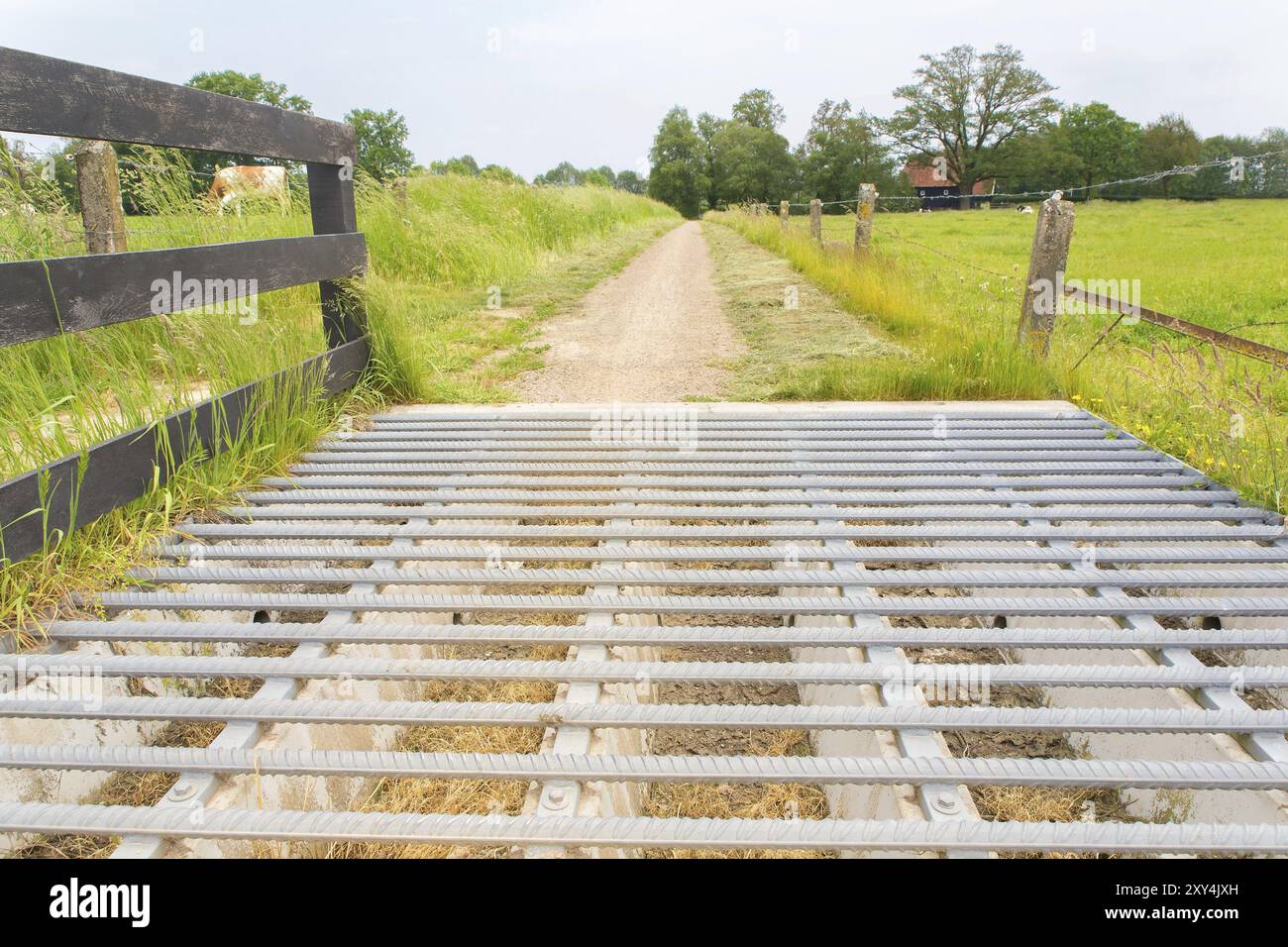 Cattle grid in dutch landscape for cattle and wild animals Stock Photo ...