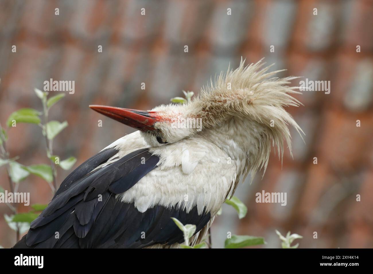 White stork, adult bird grooming its feathers Stock Photo - Alamy