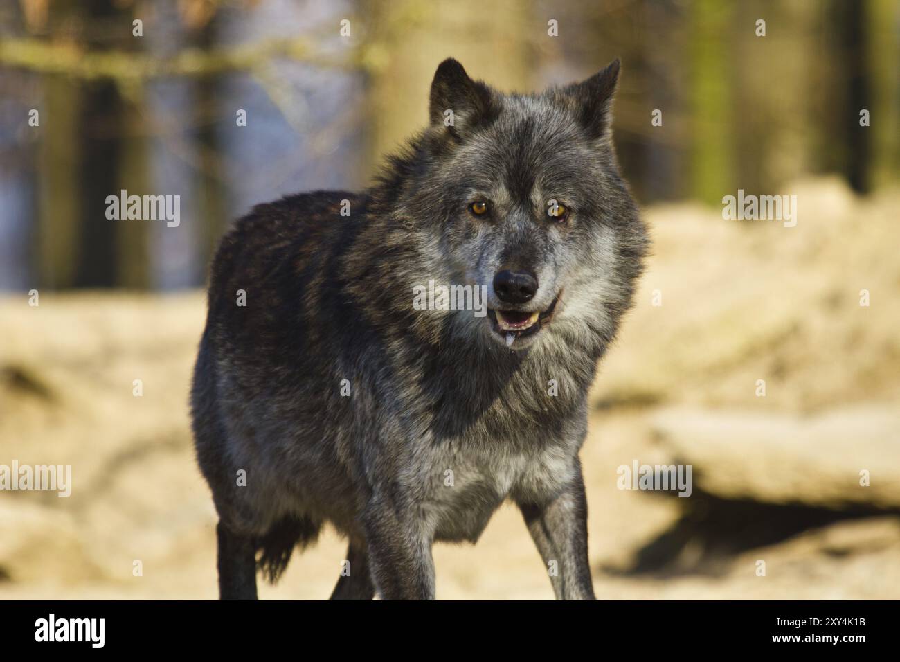 Timber wolf or American grey wolf (Canis lupus lycaon Stock Photo - Alamy