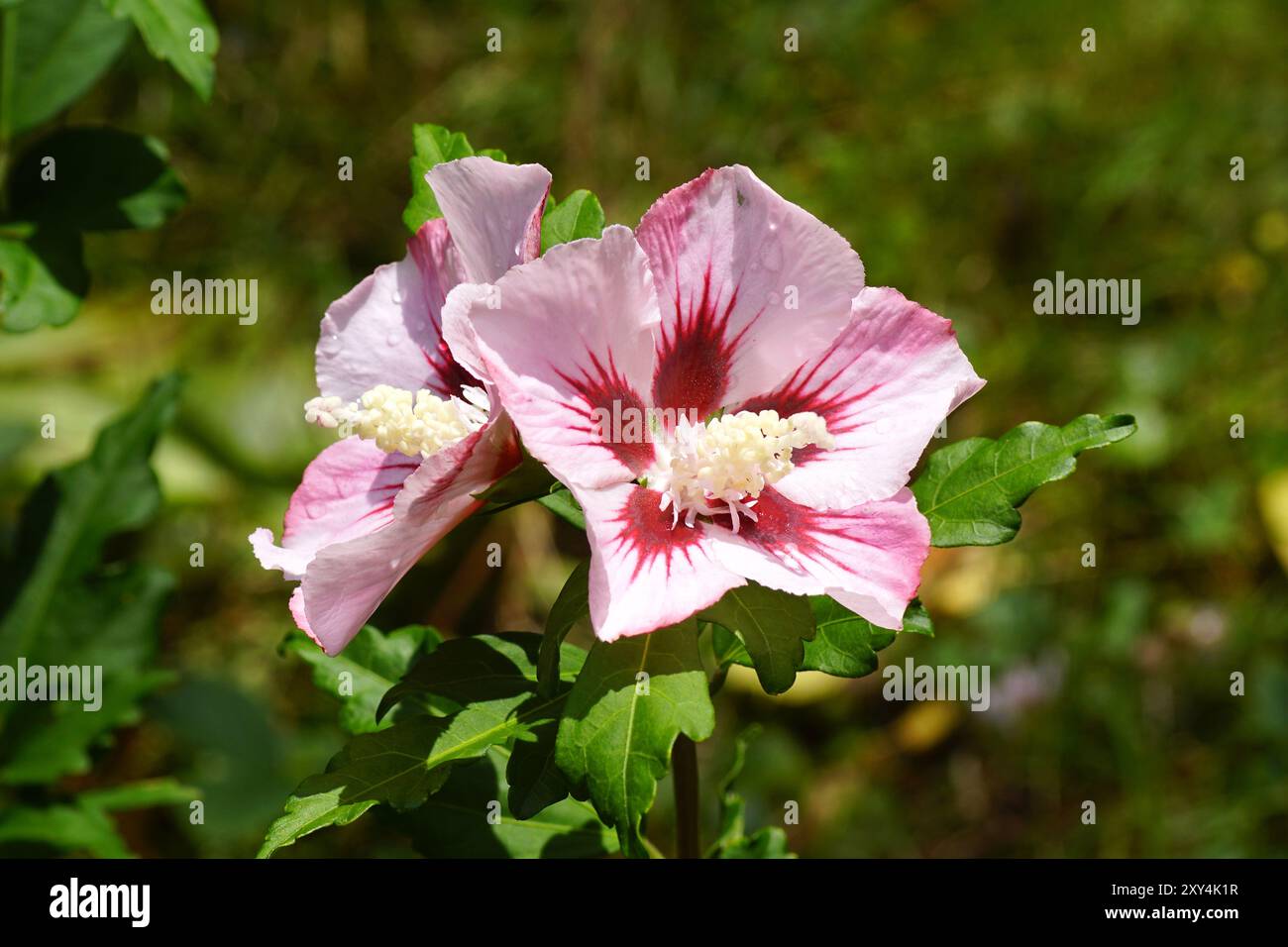 Flowers of rose mallow (Hibiscus syriacus), mallow family (Malvaceae ...