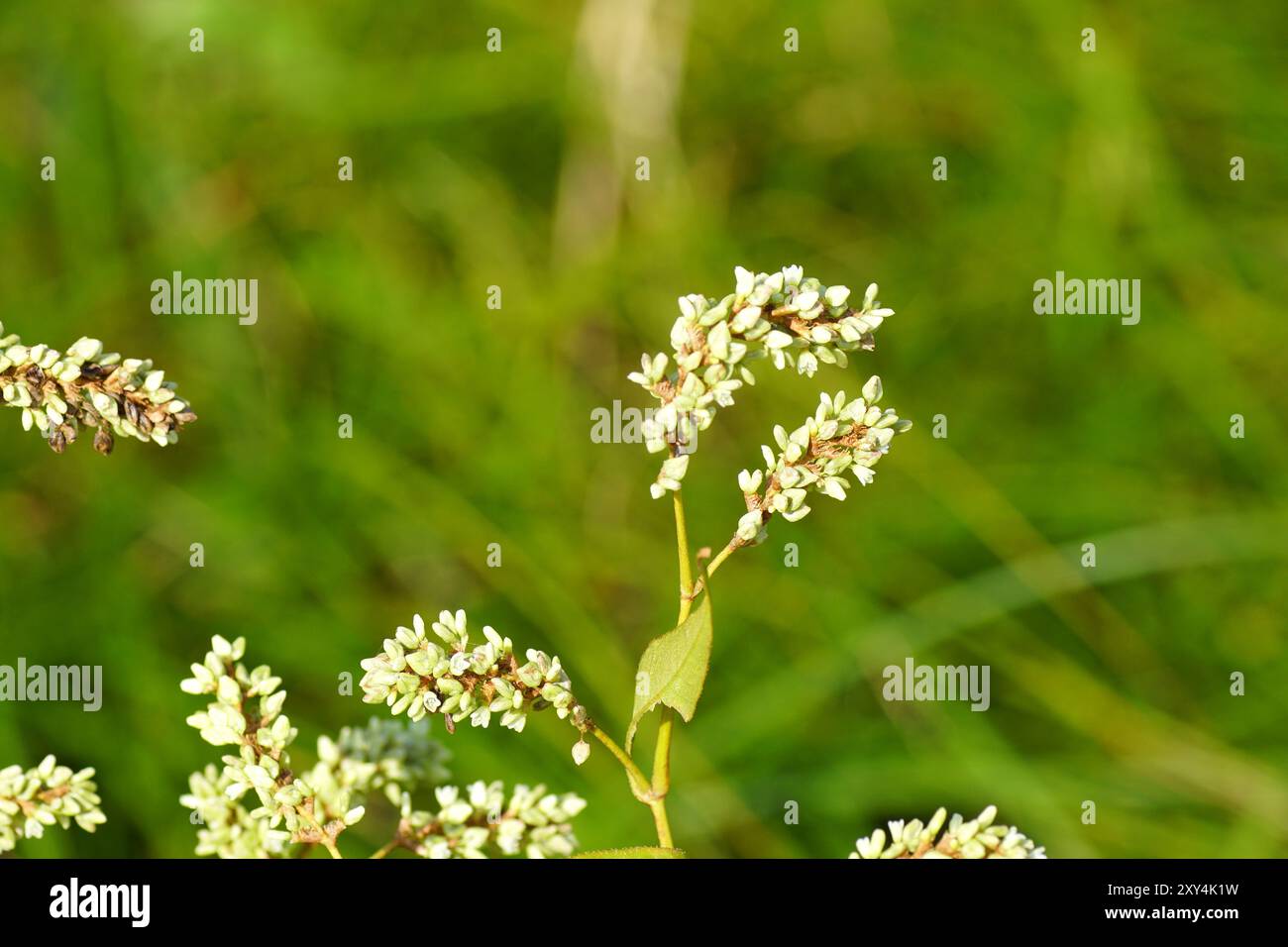 Closeup white flowers of pale persicaria, curlytop knotweed (Persicaria ...