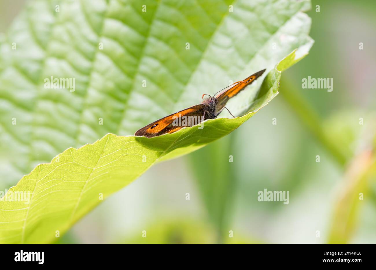 Gatekeeper Butterfly [ Pyronia tithonus ] Stock Photo - Alamy