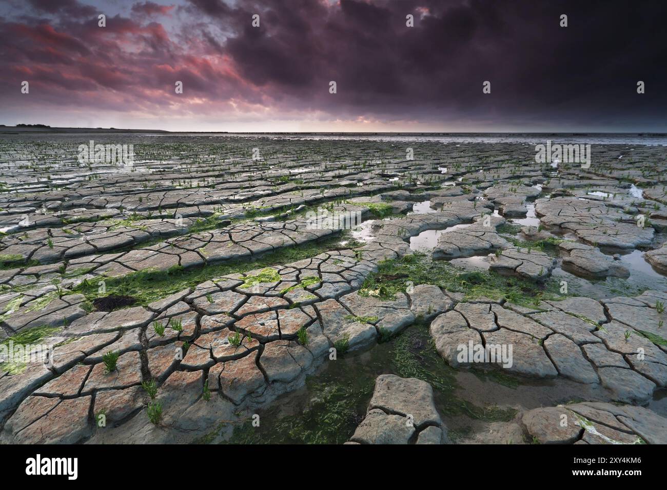Cracked sea coast at low tide during sunset, Netherlands Stock Photo ...
