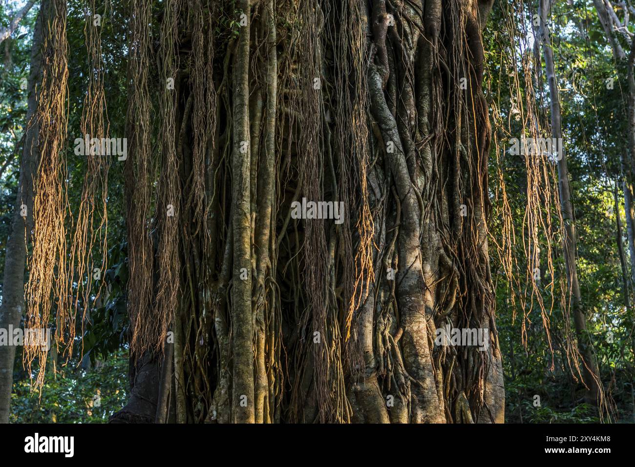 Old fig-covered tree, lianas, jungle, rainforest, attraction, morbid ...
