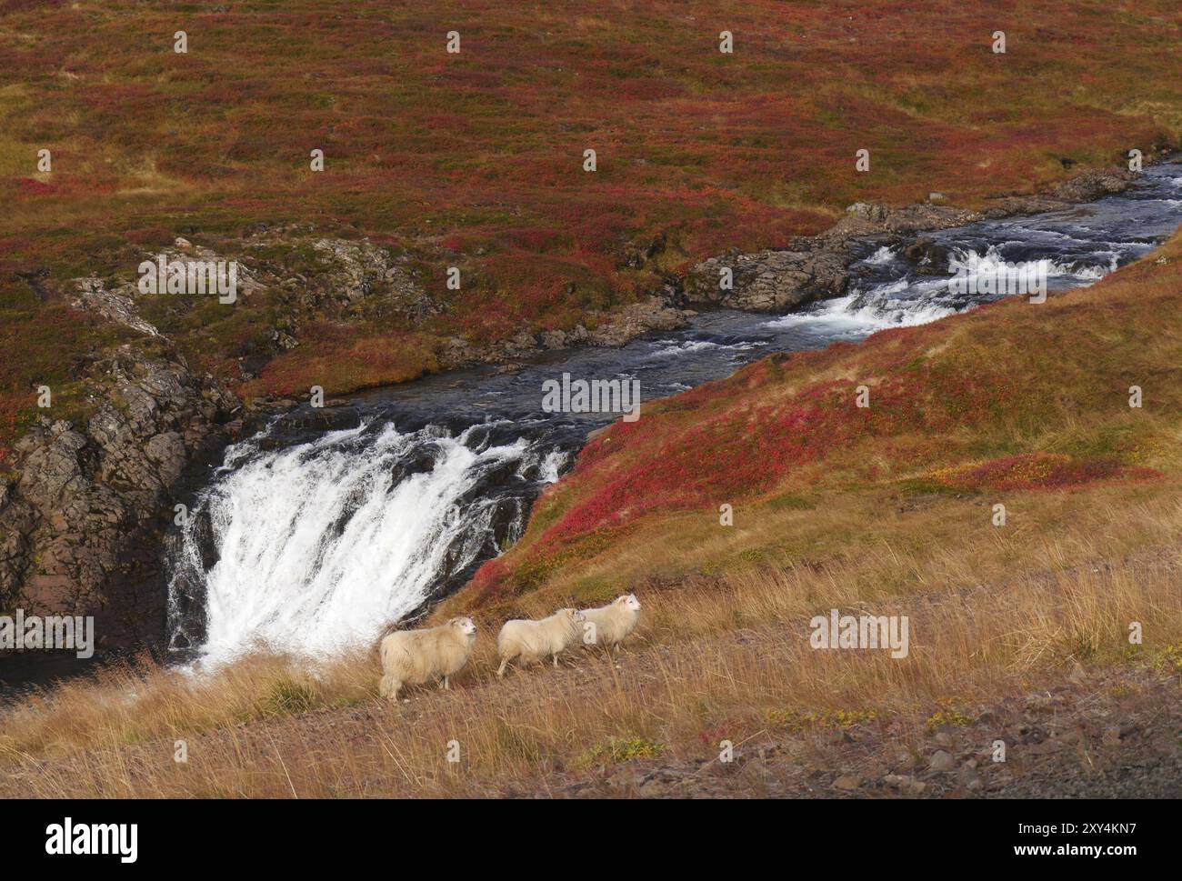 Autumn landscape with waterfall and sheep in the west of Iceland Stock ...