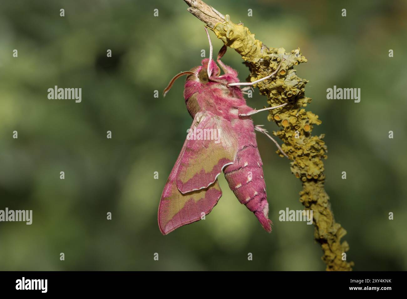 Small elephant hawk-moth Deilephila porcellus, small elephant hawk-moth Stock Photo - Alamy