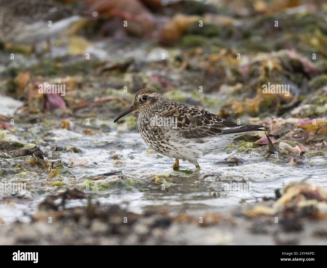 Purple sandpiper (Calidris maritima), foraging along the Arctic Ocean ...