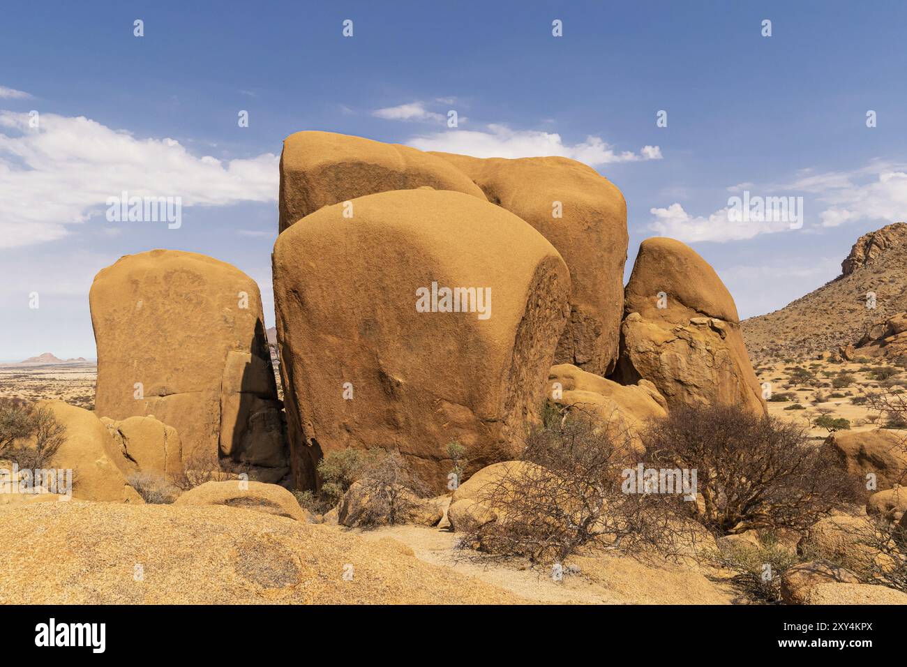 Groot spitzkop hi-res stock photography and images - Alamy