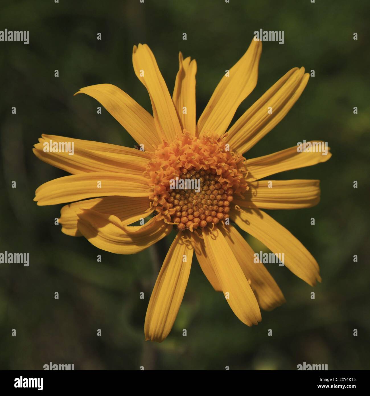 Arnica growing in the alps hi-res stock photography and images - Alamy