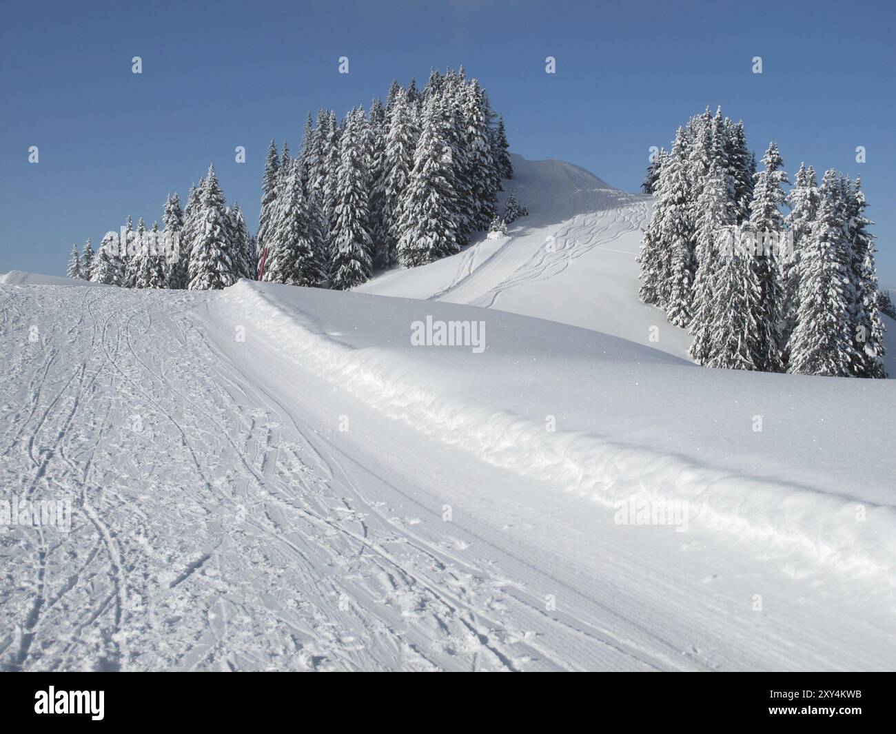 Snow covered trees on the Wispile, slope Stock Photo - Alamy