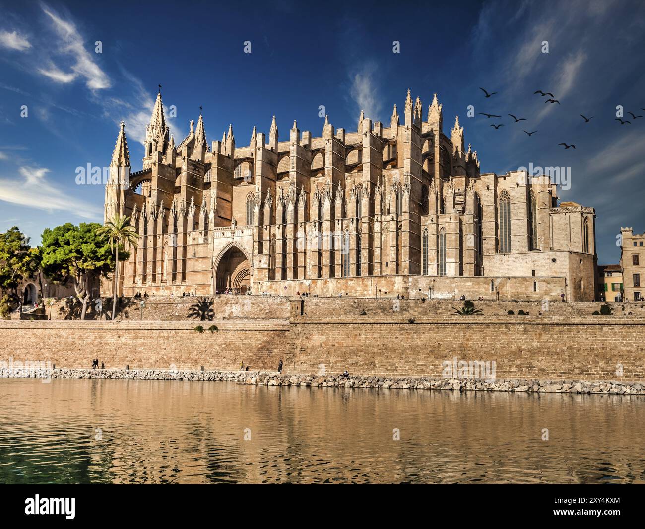 Palma Cathedral santa maria from the left side with clear sky and birds ...