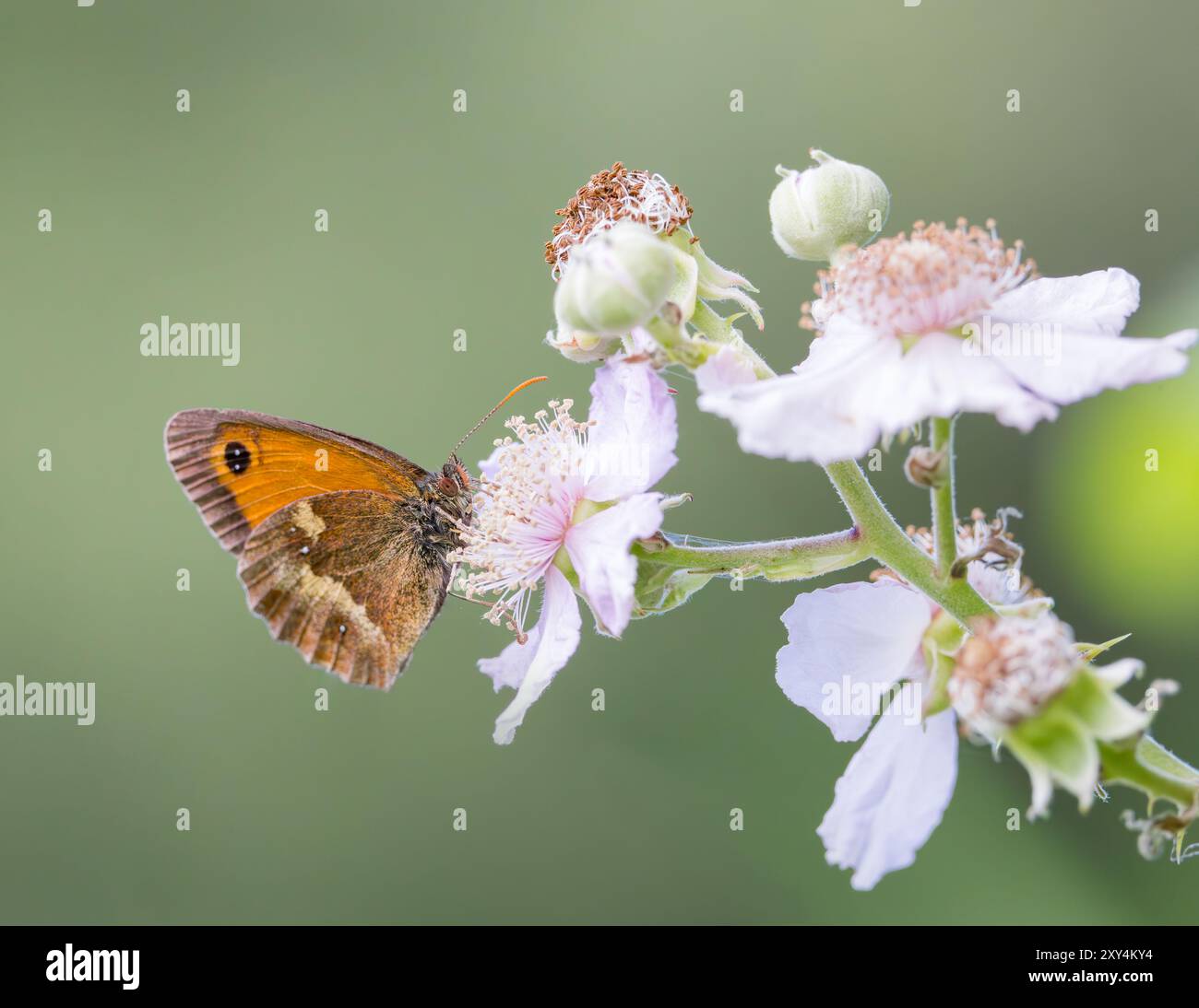 Gatekeeper Butterfly [ Pyronia tithonus ] Stock Photo - Alamy