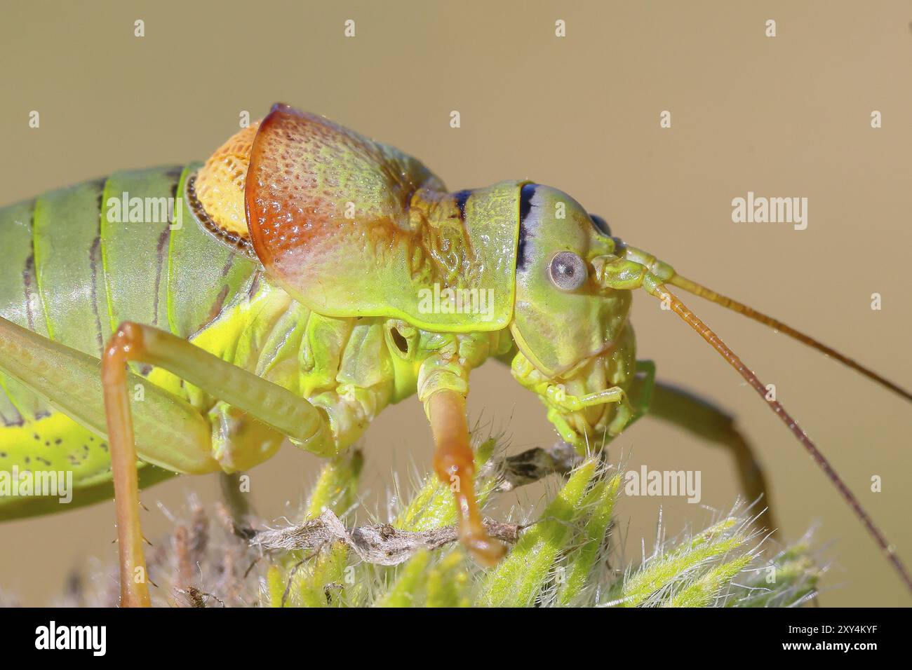 Long footed grasshopper hi-res stock photography and images - Alamy