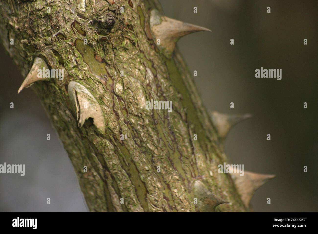 Branch with spines Stock Photo - Alamy