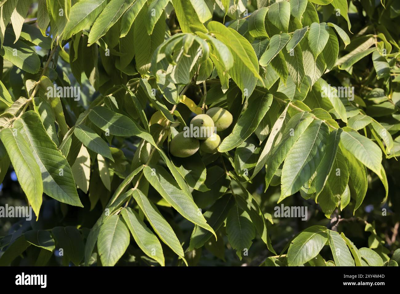 The unripe nuts eastern American black walnut (Juglans) is native to ...