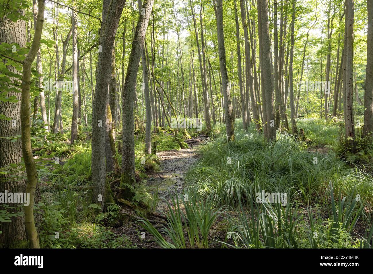 Forest marshland in summer shot hi-res stock photography and images - Alamy