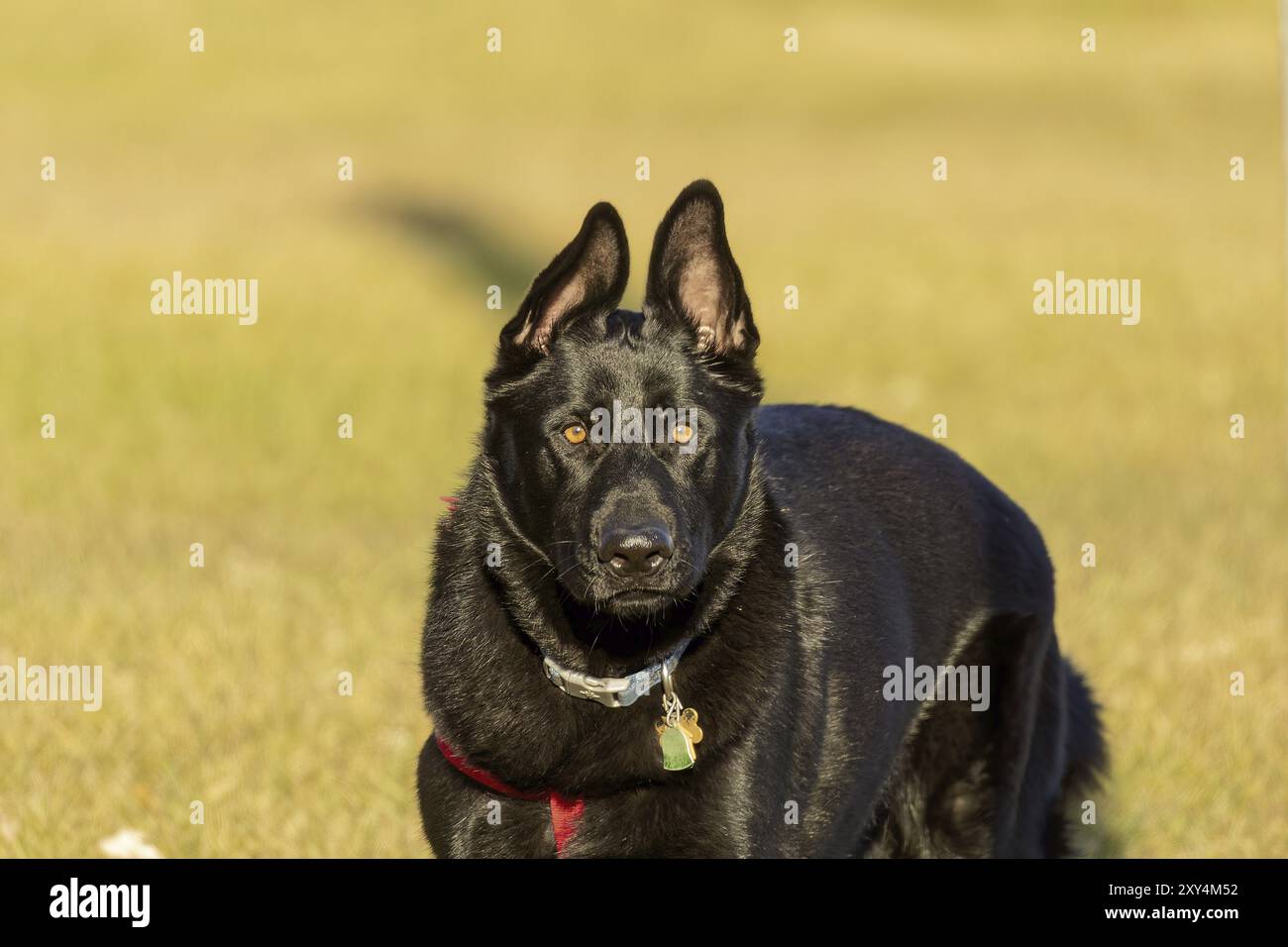 The Black German Shepherd, comes from a recessive gene and is rare ...