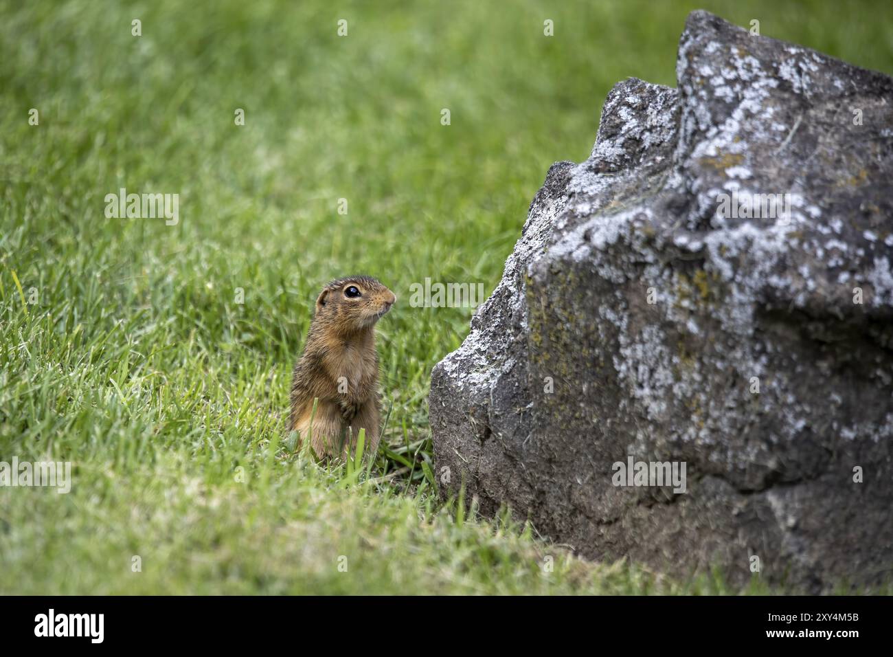 Thirteen-lined ground squirrel also known as the striped gopher ...
