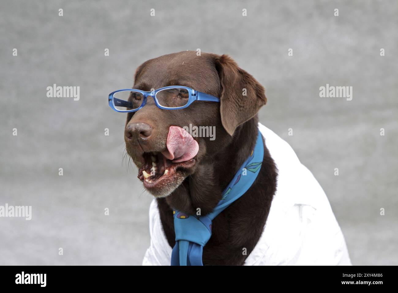 Labrador with glasses and tie Stock Photo - Alamy