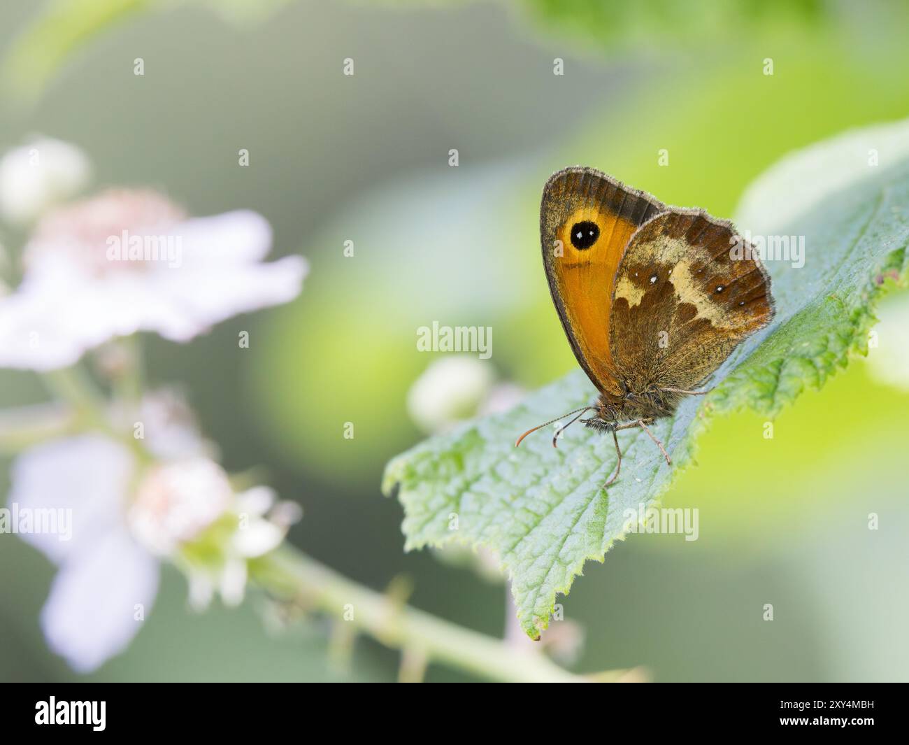 Gatekeeper Butterfly [ Pyronia tithonus ] Stock Photo - Alamy