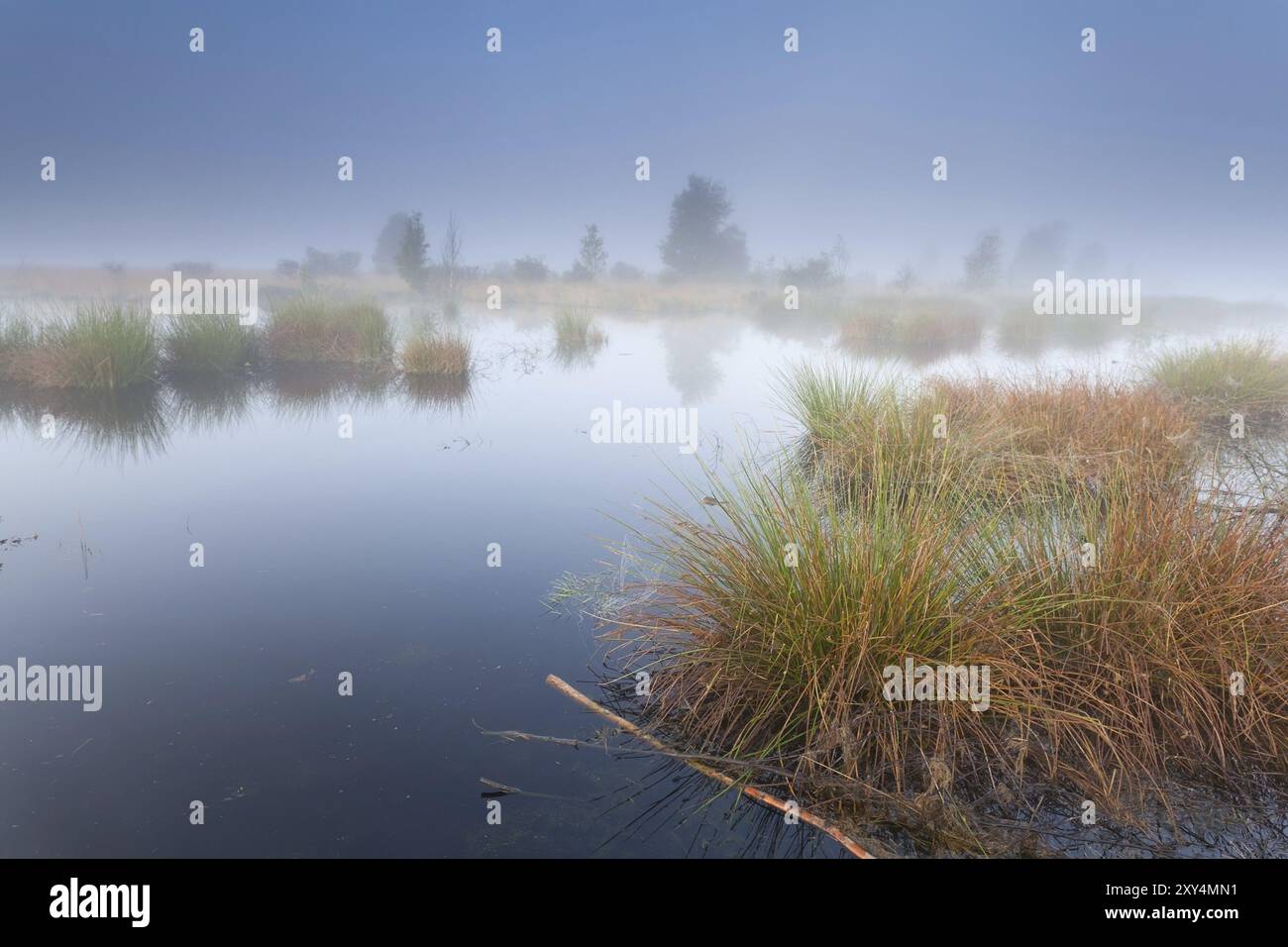 Misty morning on swamp in summer, Friesland, Netherlands Stock Photo ...