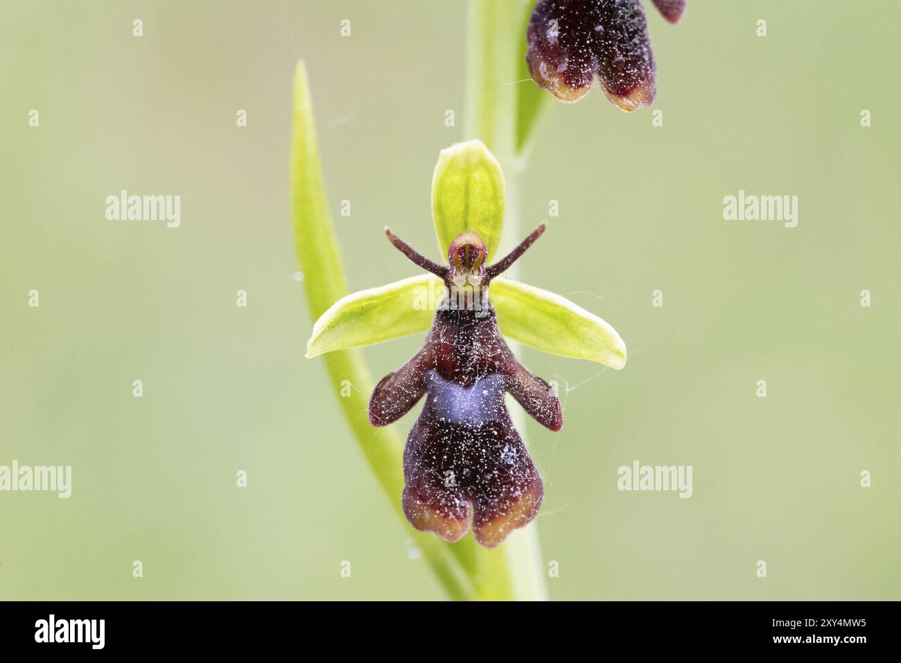 Fly orchid (Ophrys insectifera), fully developed flower, Muensterland ...
