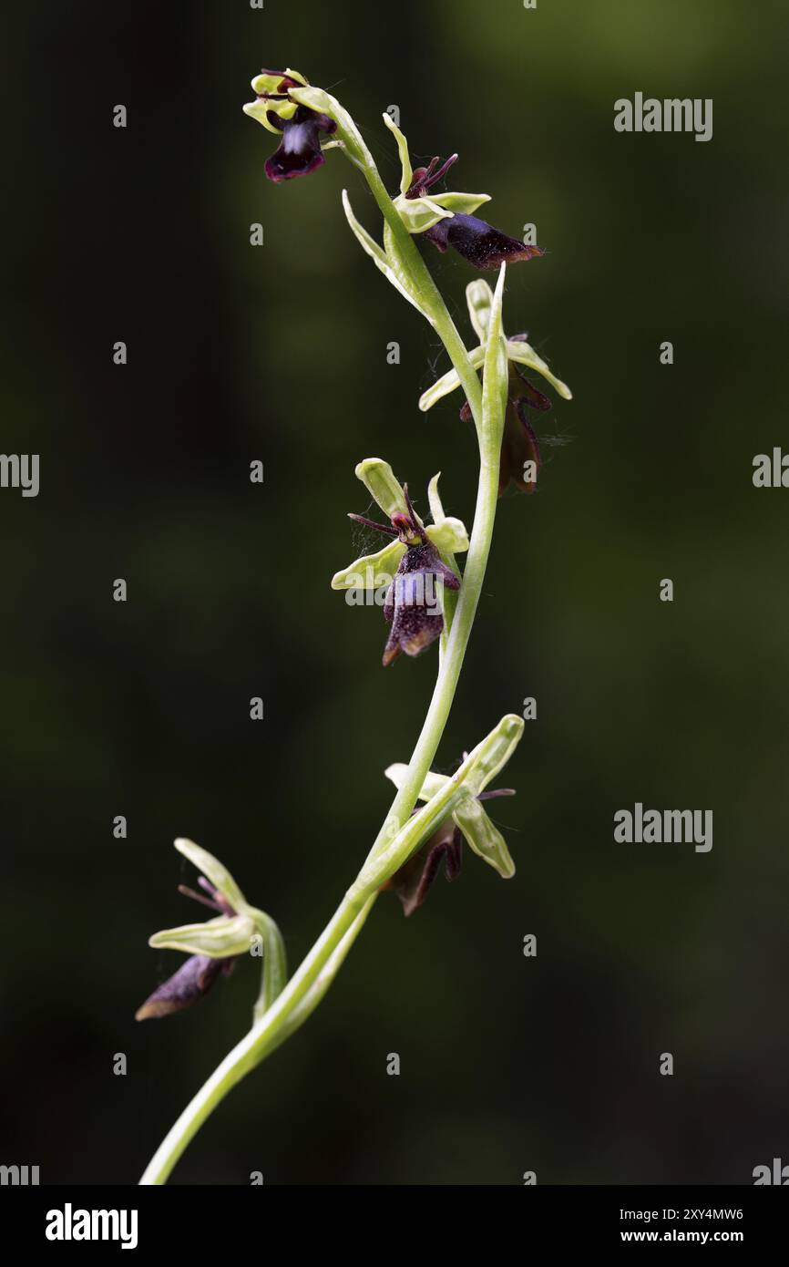 Fly orchid (Ophrys insectifera), fully developed flower, Muensterland ...