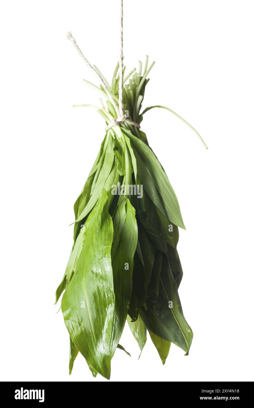 Bear`s garlic Cut Out Stock Images & Pictures - Alamy