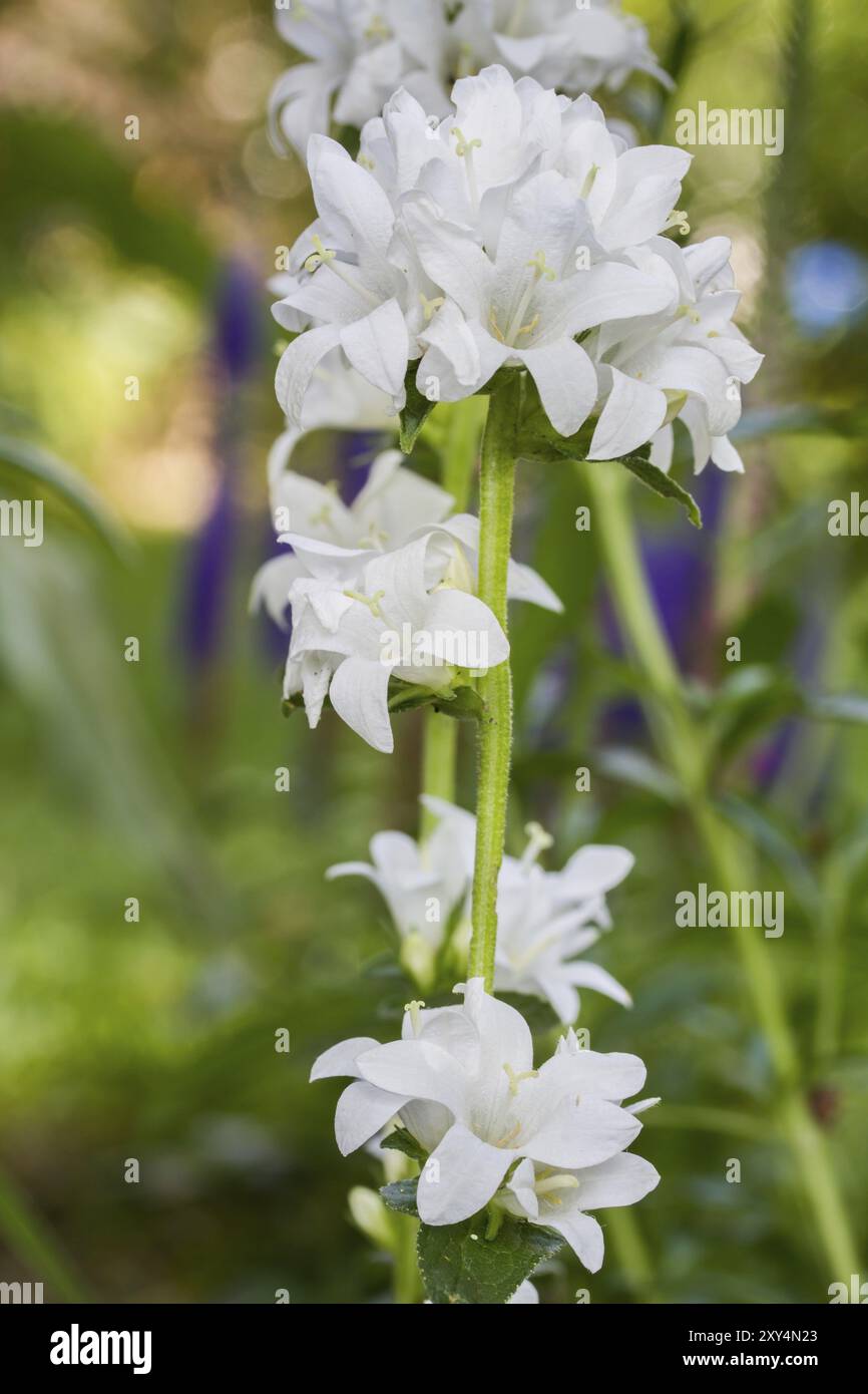 Clustered bellflower (Campanula glomerata), white Stock Photo - Alamy