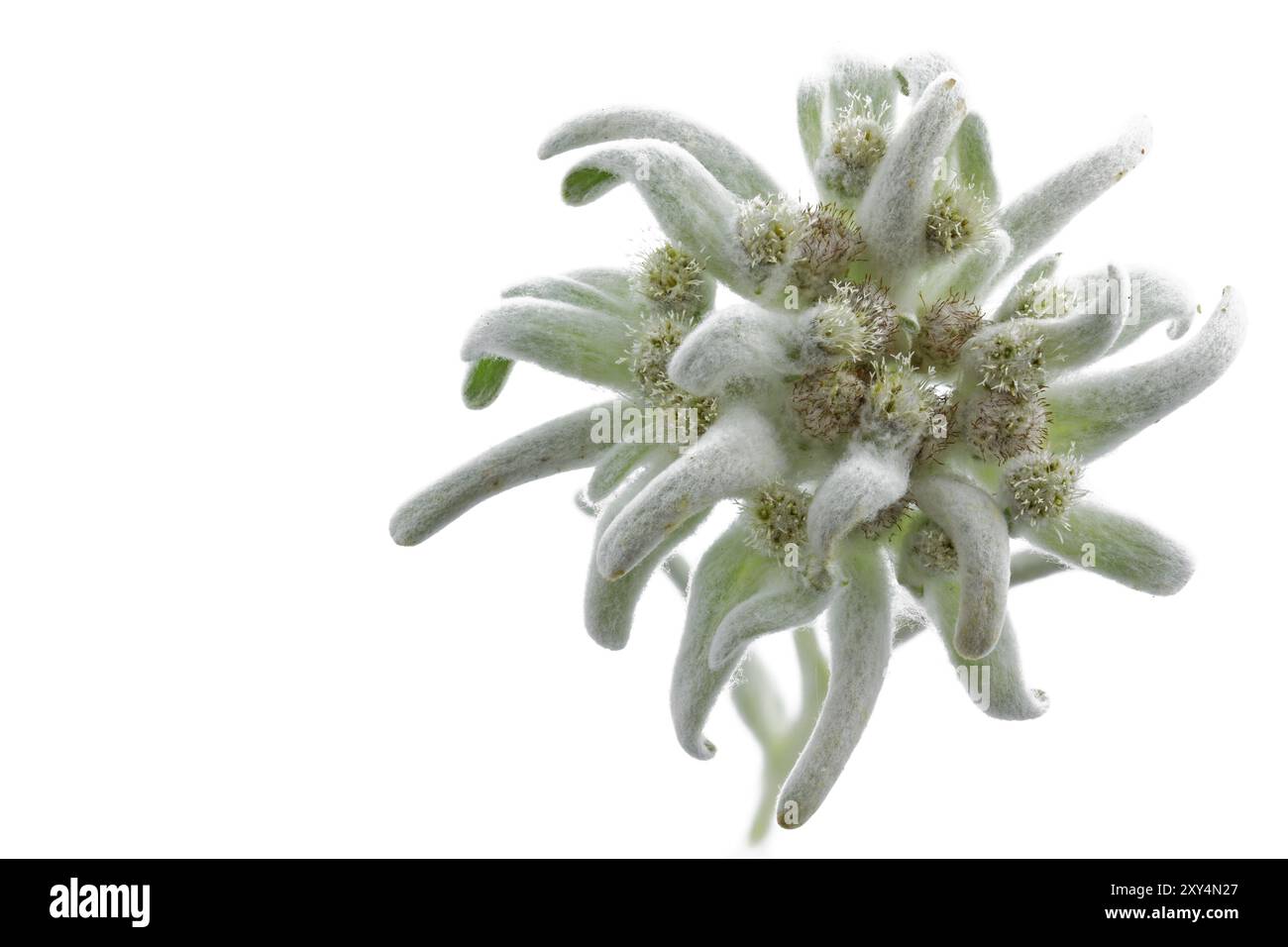 Alpine edelweiss (Leontopodium alpinum Stock Photo - Alamy