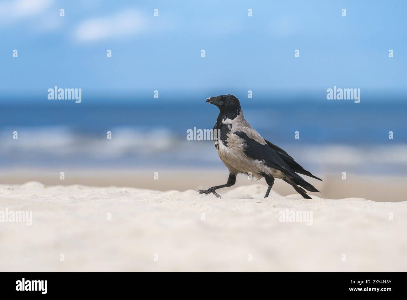 Race of carrion crow hi-res stock photography and images - Alamy