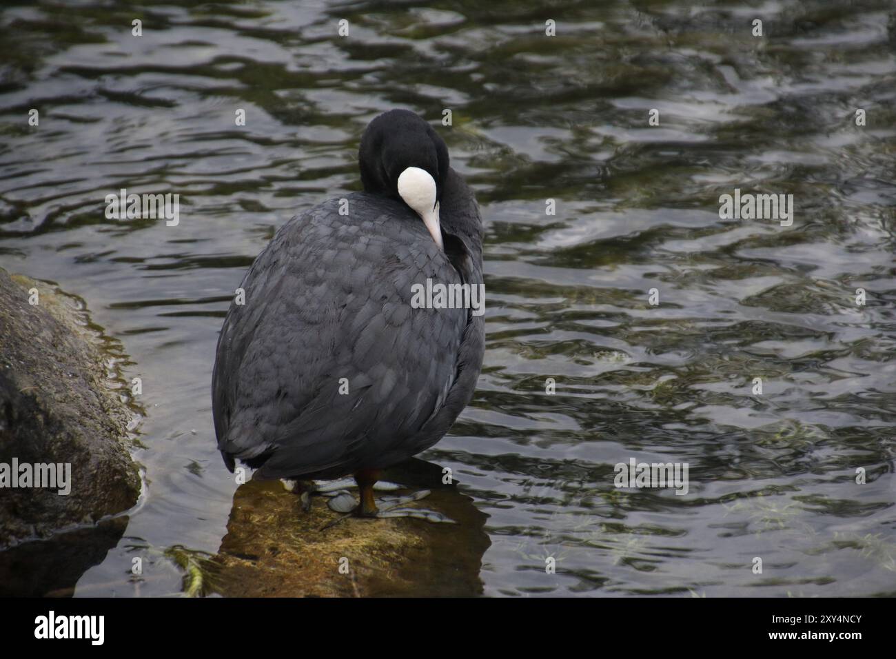 Eurasian Coot grooming its feathers Stock Photo - Alamy