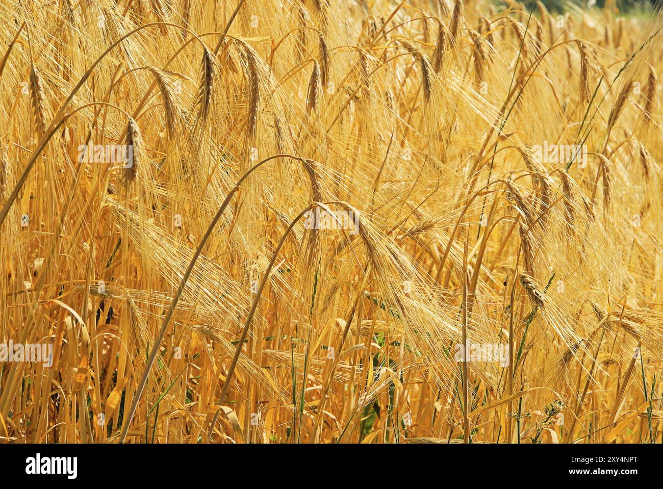 Rye field 10 Stock Photo - Alamy