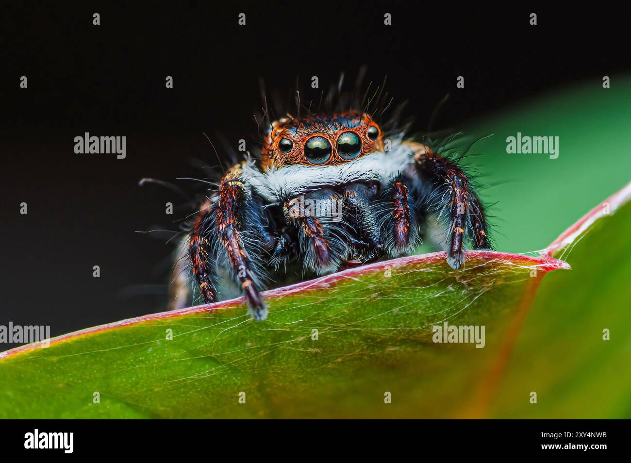 Close-up a Jumping spider on green leaf, Colorful jumping spider Stock ...