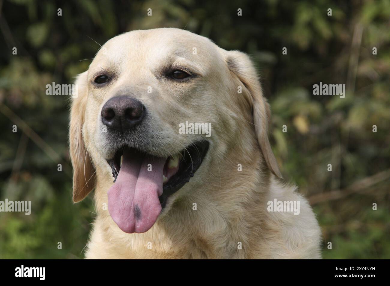 Cream coloured Labrador Retriever Stock Photo - Alamy