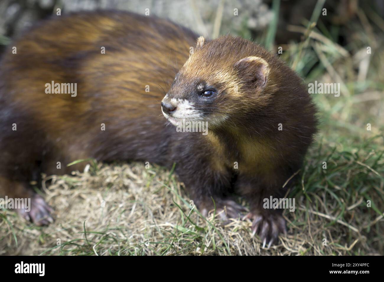 European Polecat laying on the earth Stock Photo - Alamy