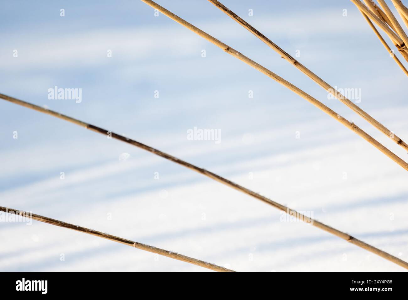 Dry stems of coastal reed and white snow with blue shadows, abstract ...
